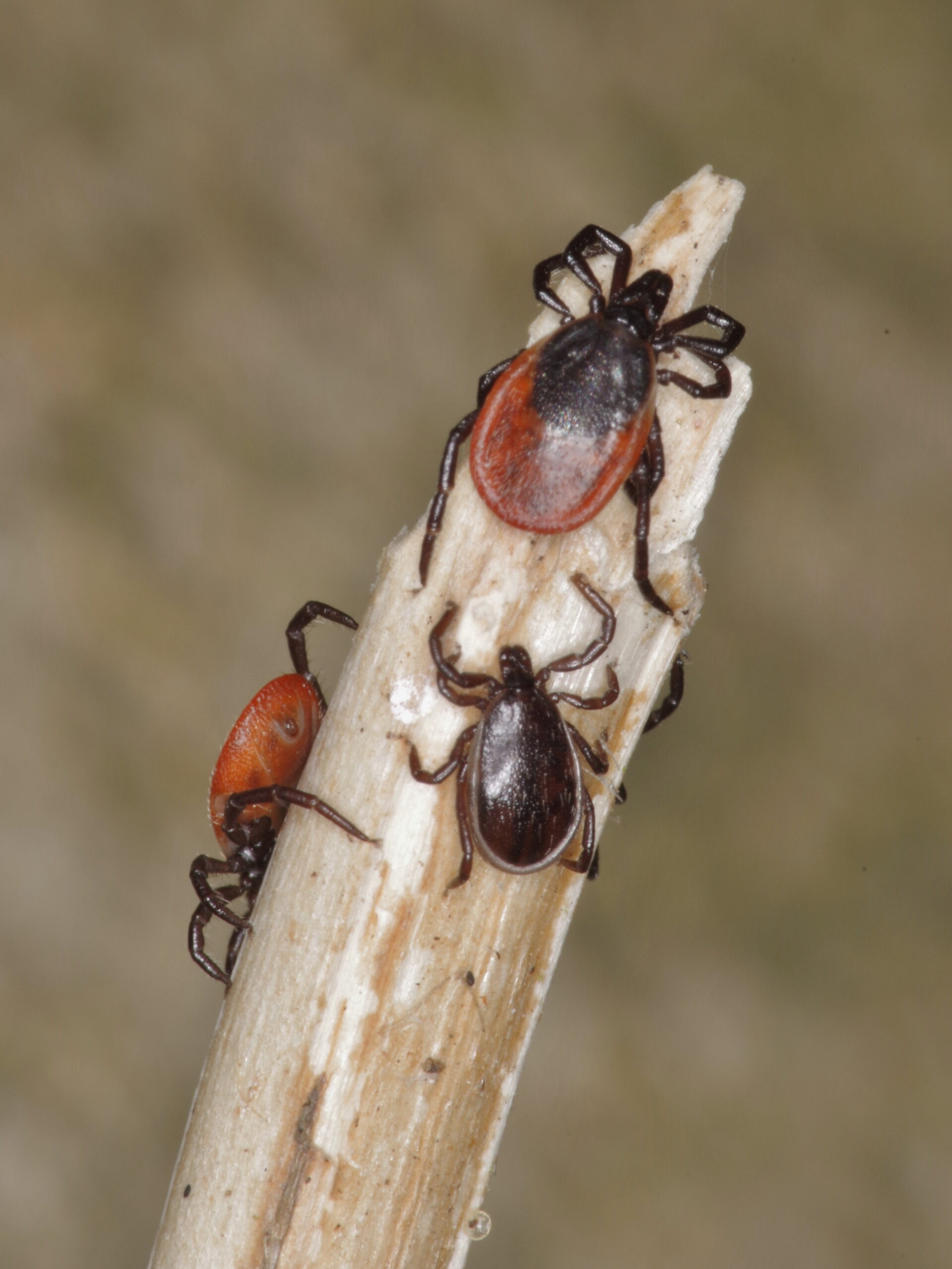 Two is better than one against tick viruses - IRB USI