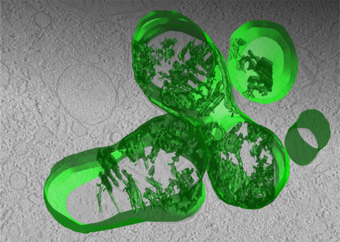 Core facilities - IRB USI