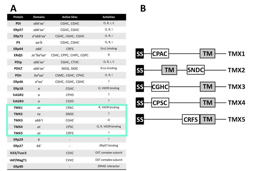 Protein Folding and Quality Control - IRB USI