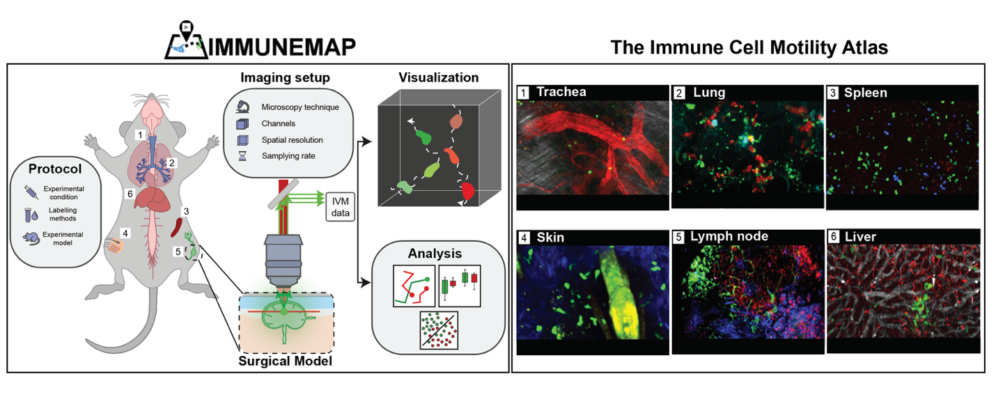 Immunemap, an open intravital microscopy atlas for systematic analysis of immune cell motility ...